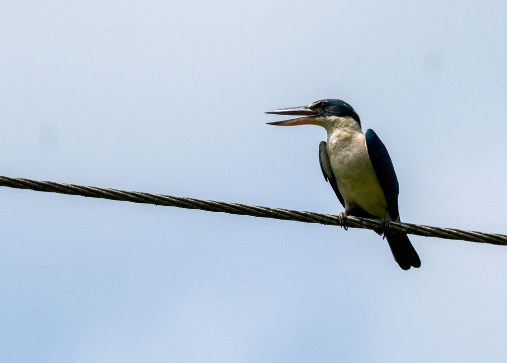 Collared Kingfisher from Cadiz City, Negros Occidental, Philippines on ...