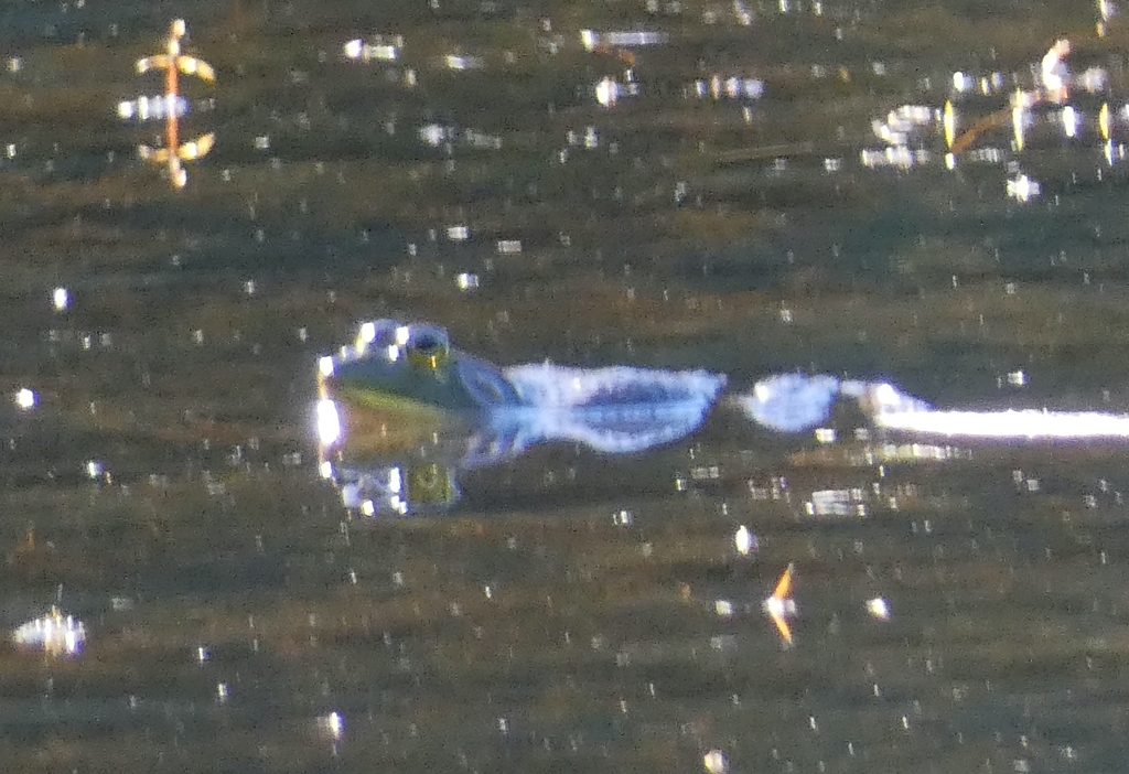 American Bullfrog from Bothell, WA, USA on July 15, 2023 at 07:45 AM by ...