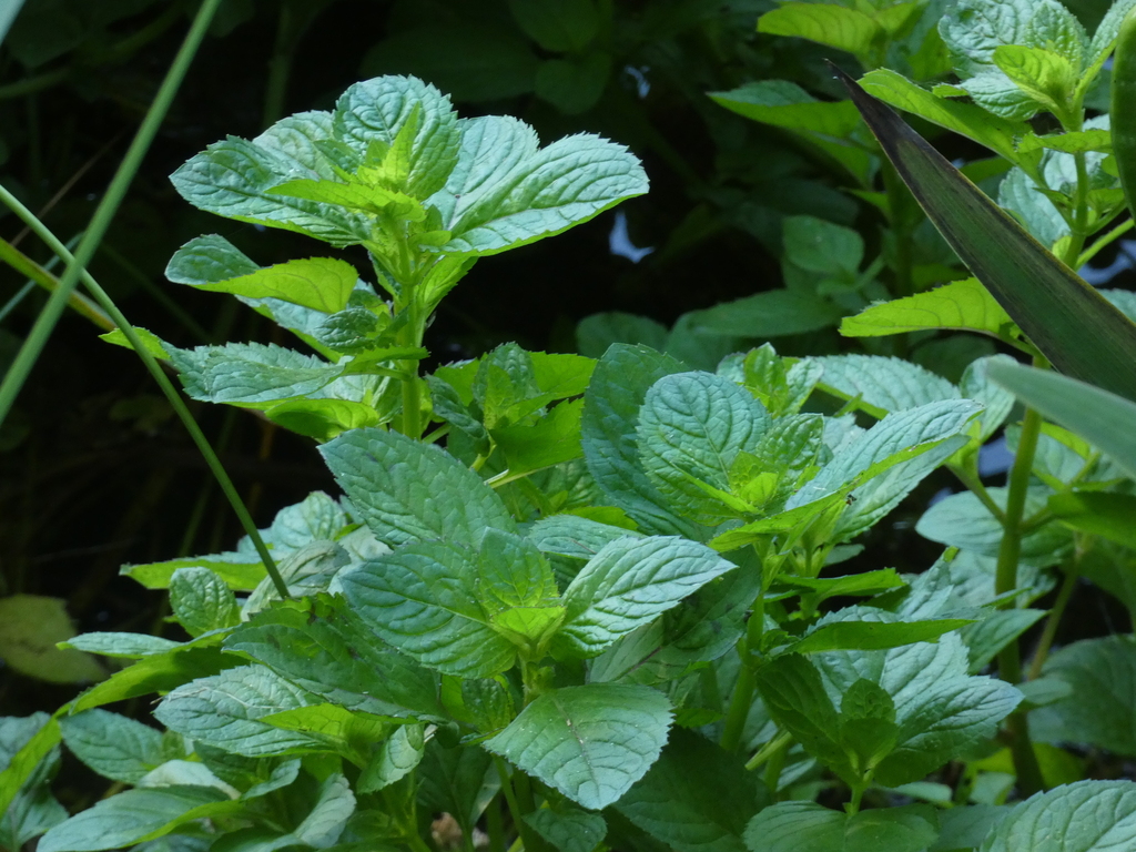 watermint from Bothell, WA, USA on July 15, 2023 at 07:47 AM by ...