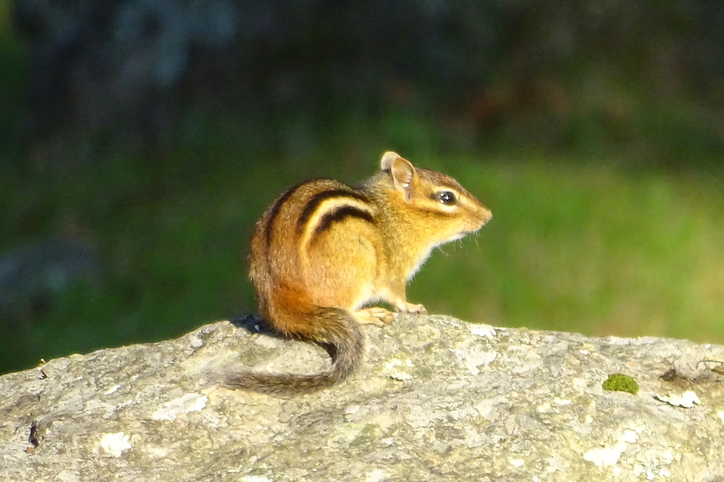 Eastern Chipmunk from Madison County, VA, USA on July 12, 2023 at 07:10 ...