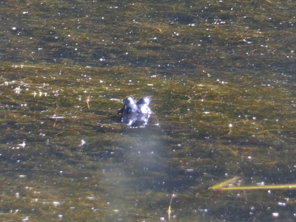 American Bullfrog from Bothell, WA, USA on July 15, 2023 at 08:08 AM by ...