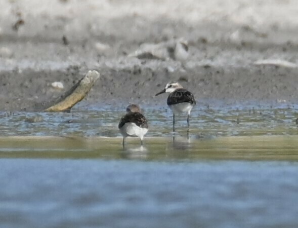 Semipalmated Sandpiper in July 2023 by Michael Orgill · iNaturalist