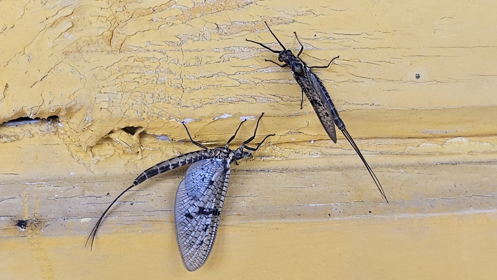 Giant Mayfly from Batchawana Bay, ON P0S 1A0, Canada on July 15, 2023 ...
