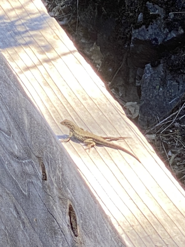 Common Sagebrush Lizard from Mount Diablo State Park, Clayton, CA, US ...