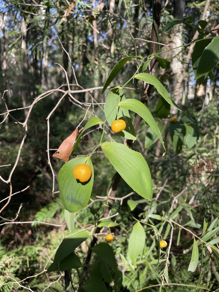 Wombat Berry from Boundary Trl, Port Macquarie, NSW, AU on July 16 ...