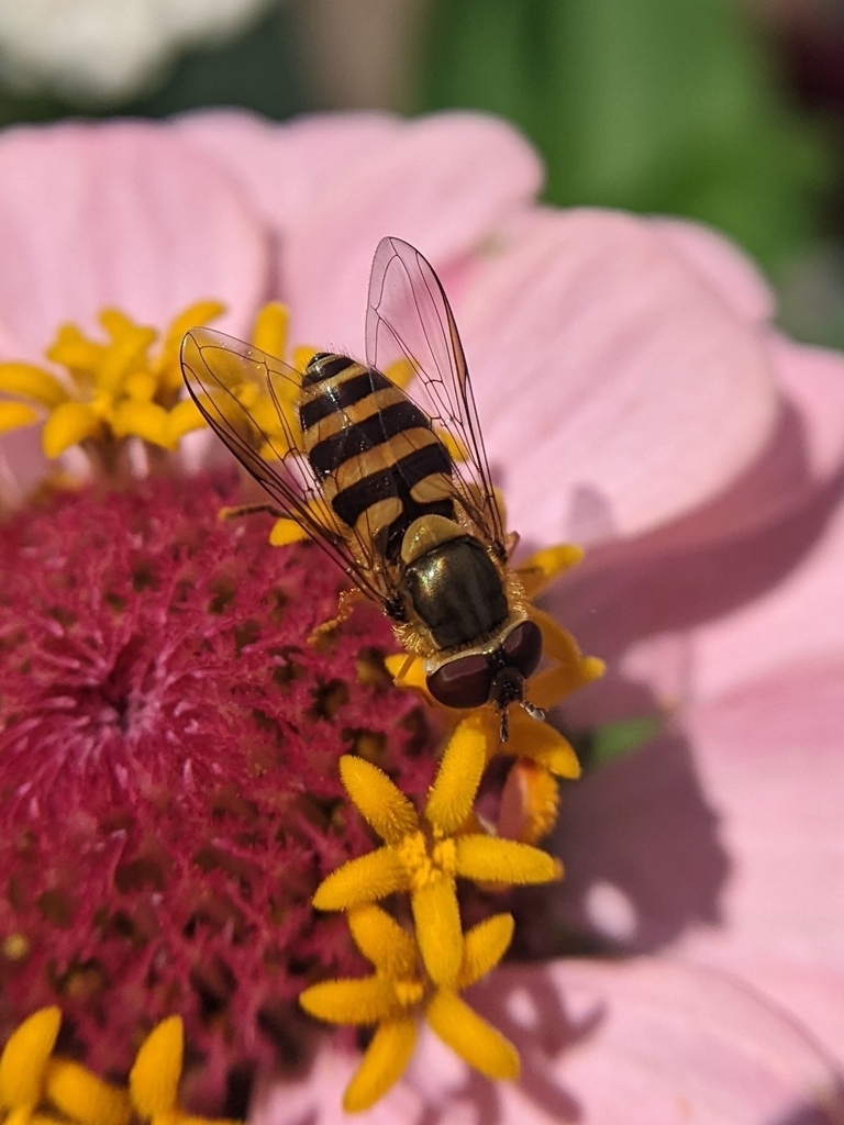 Common Flower Flies in July 2023 by k_a_christopher · iNaturalist