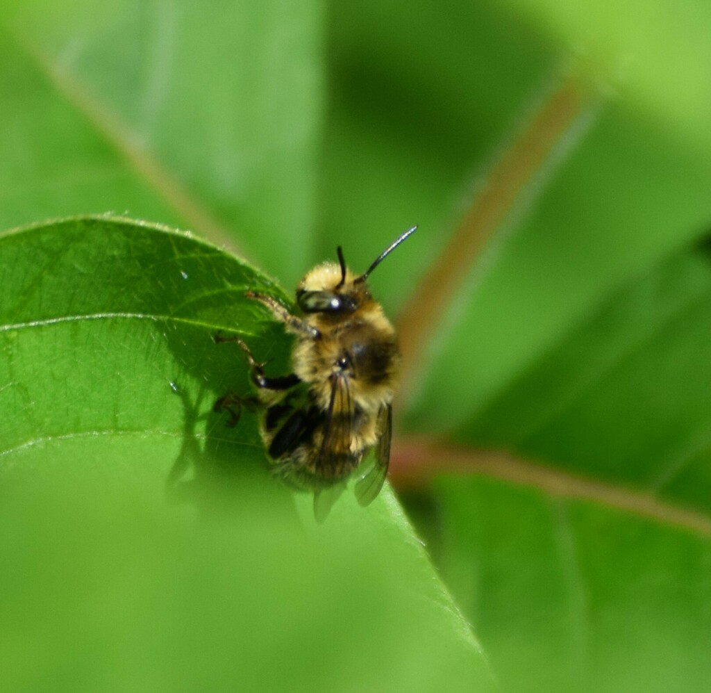 Orange-tipped Wood-digger from Montgomery County, OH, USA on July 15 ...
