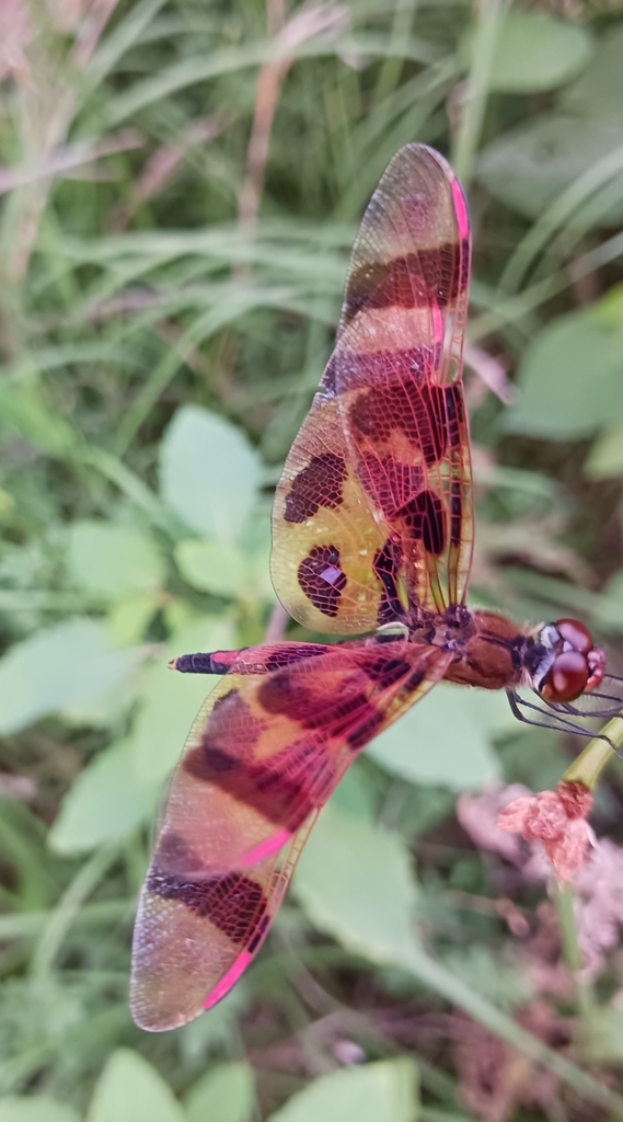 Halloween Pennant from Gorton Pond on July 15, 2023 at 07:36 PM by ...