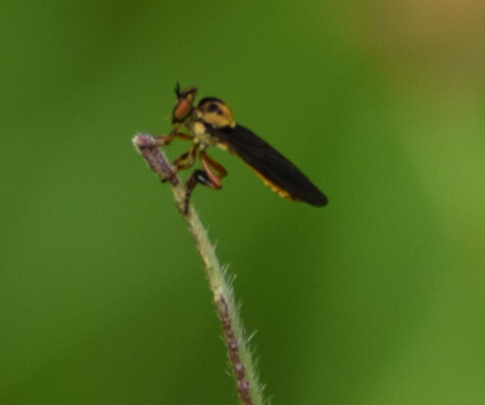 Gnat Ogres from Greene County, OH, USA on July 15, 2023 at 04:08 PM by ...