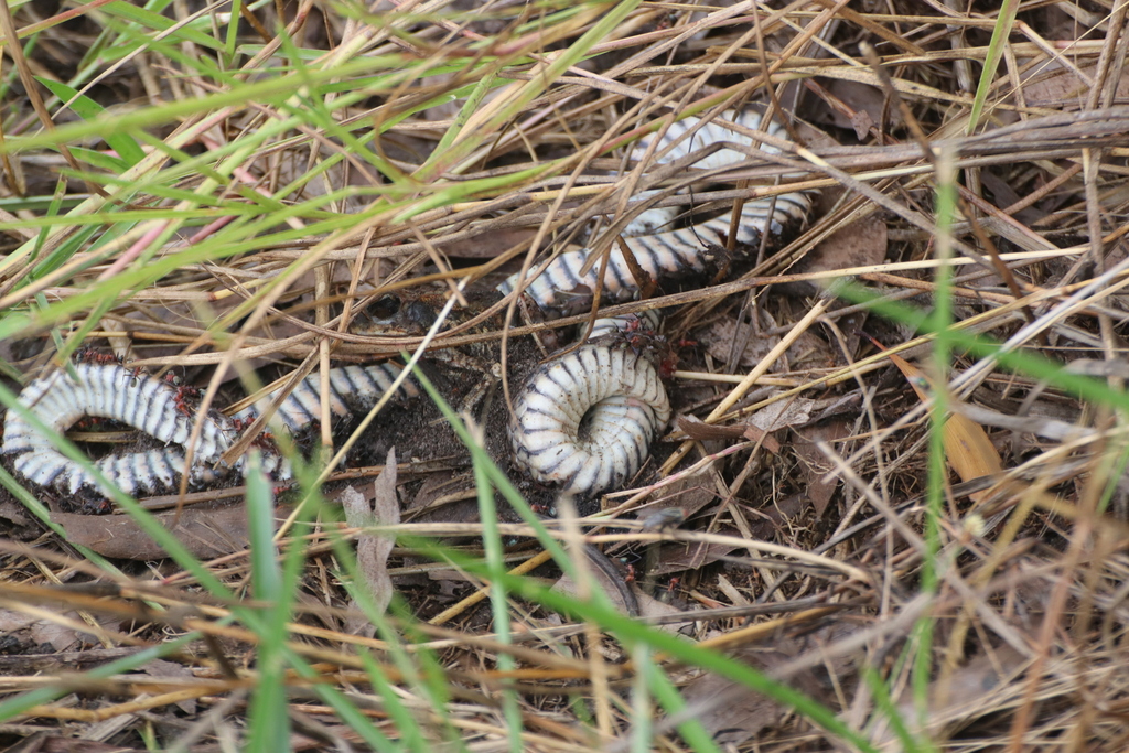 Freshwater Snake from Darwin NT, Australia on July 16, 2023 at 10:02 AM ...