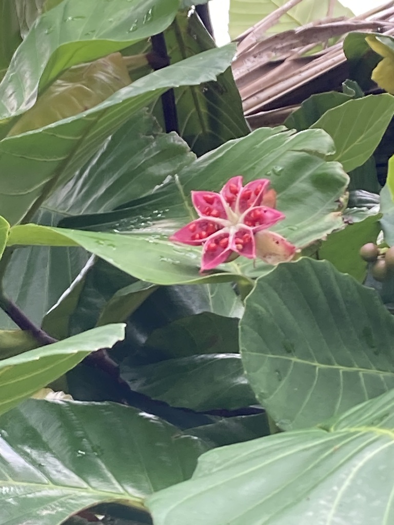 Simpoh Air from Jingili Water Gardens, Jingili, NT, AU on July 16, 2023 ...