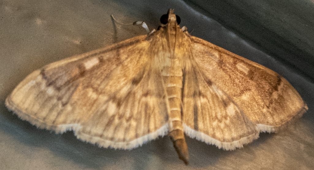 Serpentine Webworm Moth from Shepard Settlement, Onondaga County, NY ...
