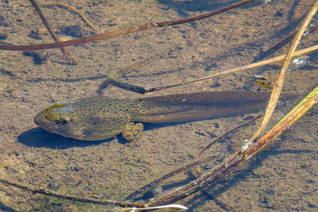 American Bullfrog from Ravalli County, MT, USA on July 15, 2023 at 11: ...