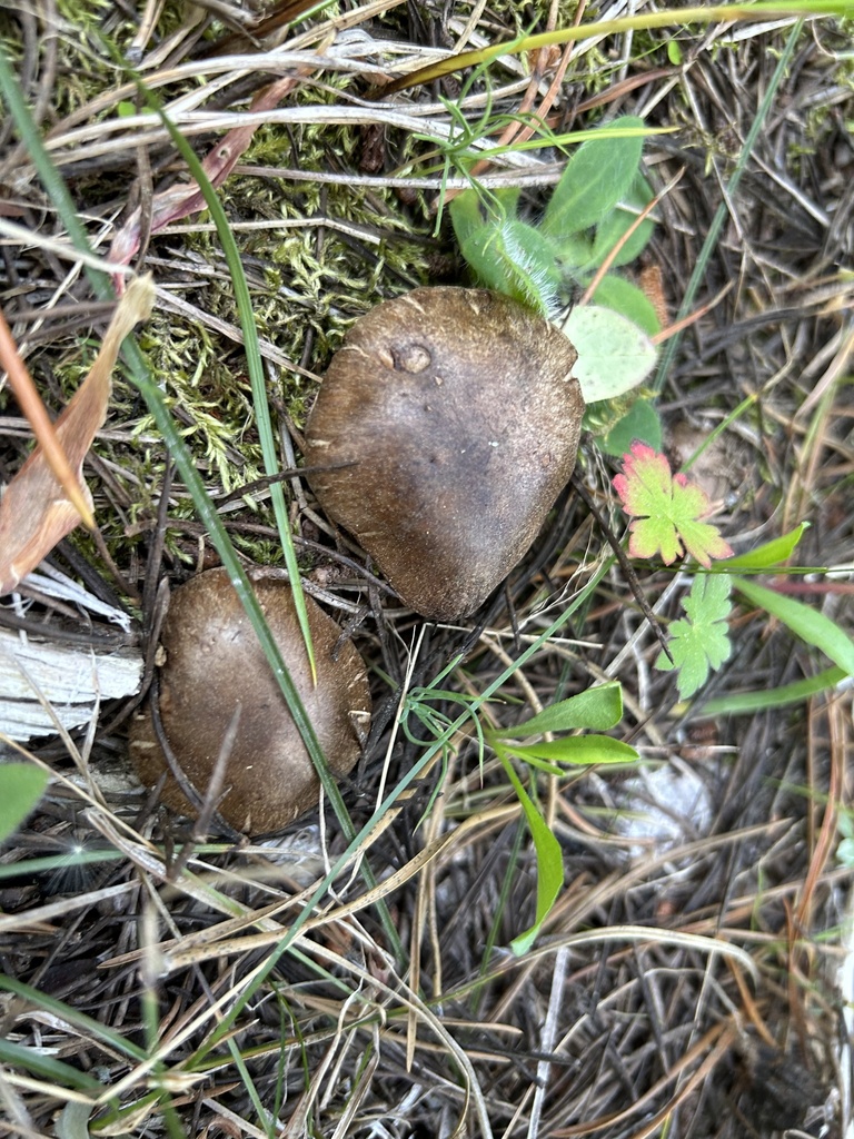 saffron webcap from Caribou-Targhee National Forest, Island Park, ID ...