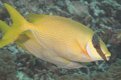 Masked Rabbitfish (Siganus puellus) · iNaturalist