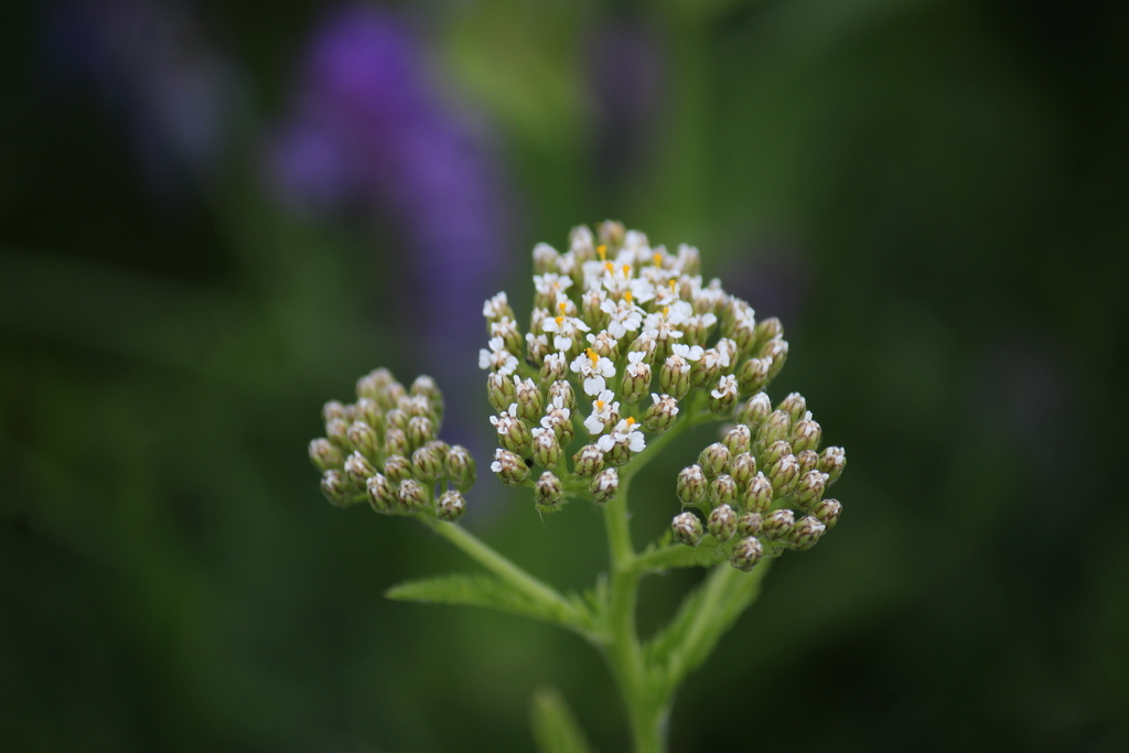 common yarrow from Thunder Bay, ON, Canada on July 11, 2023 at 05:19 PM ...