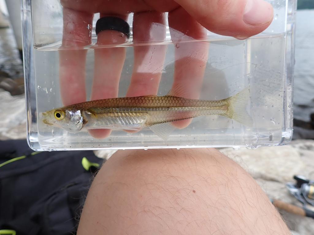 Atlantic Silverside from Jonas and Anne Catharine Green Park, Annapolis ...