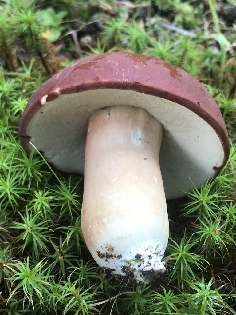 Xanthoconium purpureum from River Rd, East Haddam, CT, US on July 15 ...