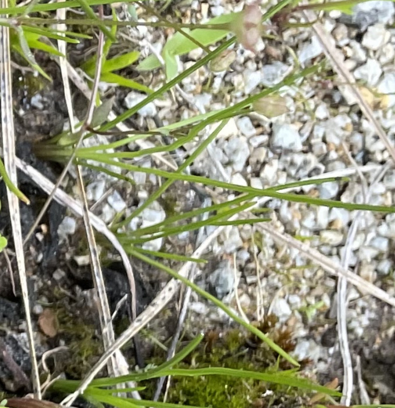 Butler's quillwort in April 2023 by iacomaner. This ID is for the ...