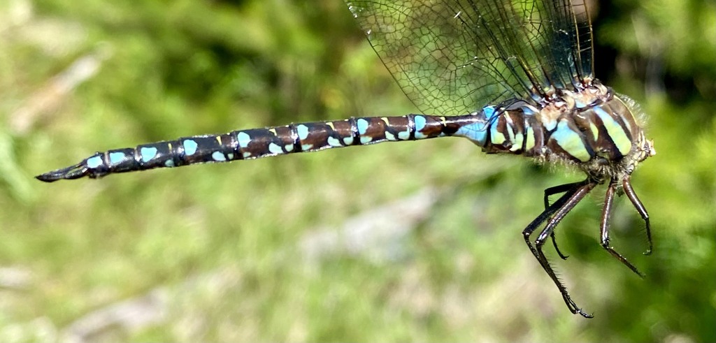Sedge Darner from Okanogan County, WA, USA on July 15, 2023 at 01:03 PM ...