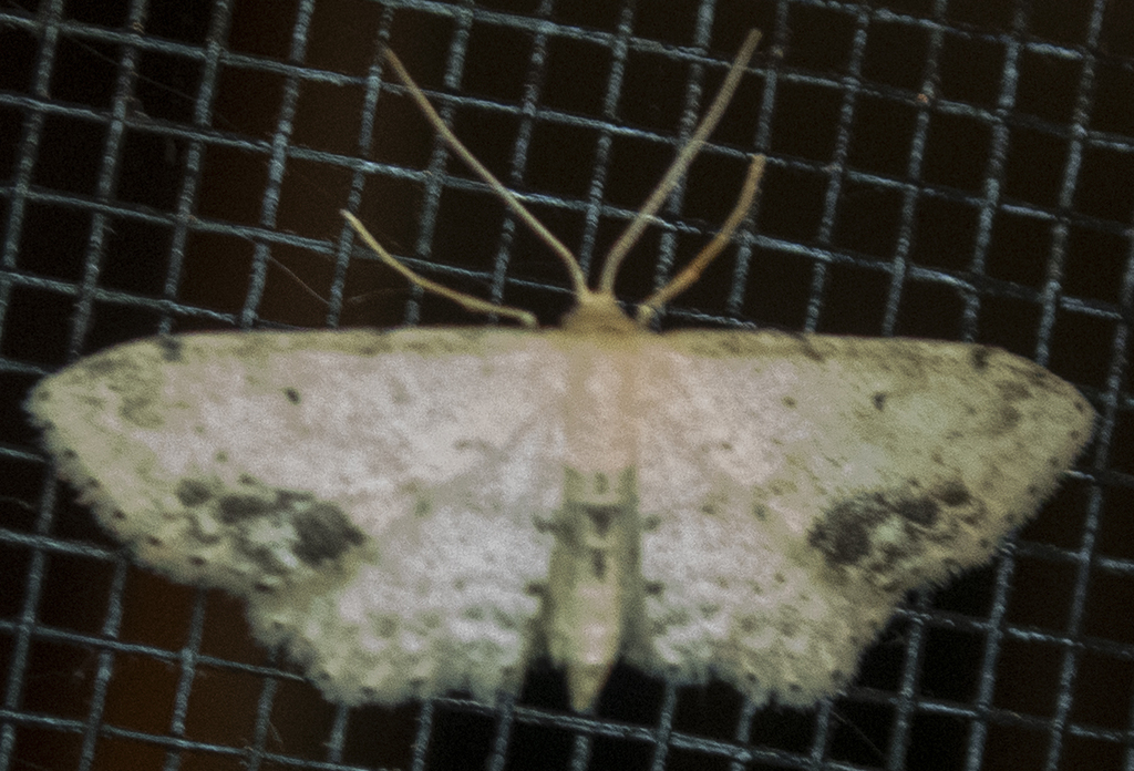 Single-dotted Wave from Shepard Settlement, Onondaga County, NY, USA on ...