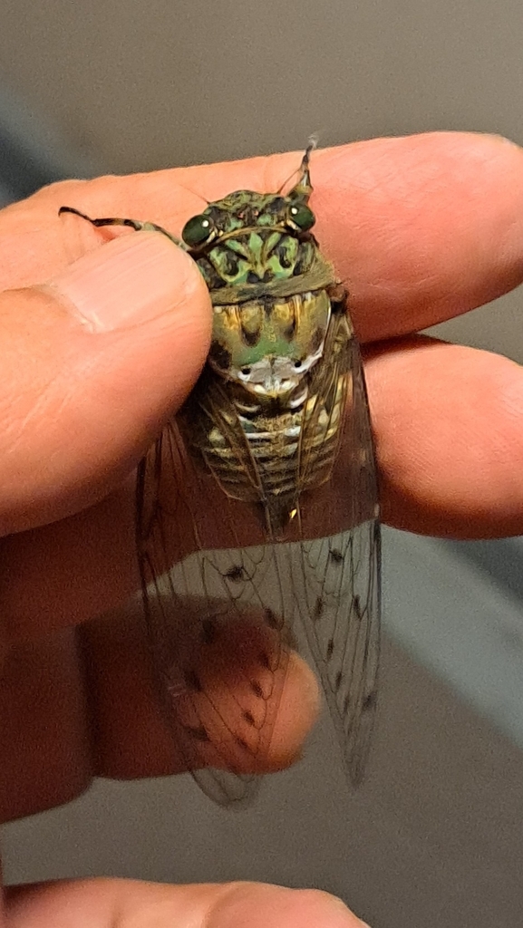 Robust Cicada from Setagaya, JP-TK, JP on July 16, 2023 at 12:29 AM by ...