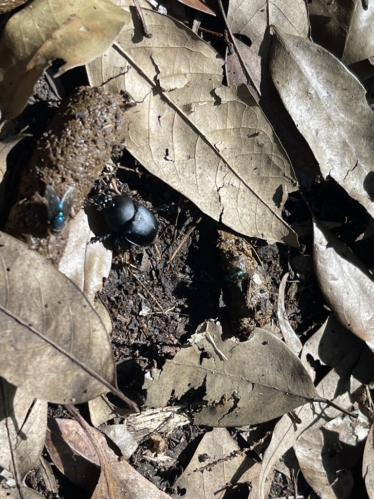 Phelotrupes taiwanus from 大雪山國家森林遊樂區, 和平區, TXG, TW on July 14, 2023 at ...