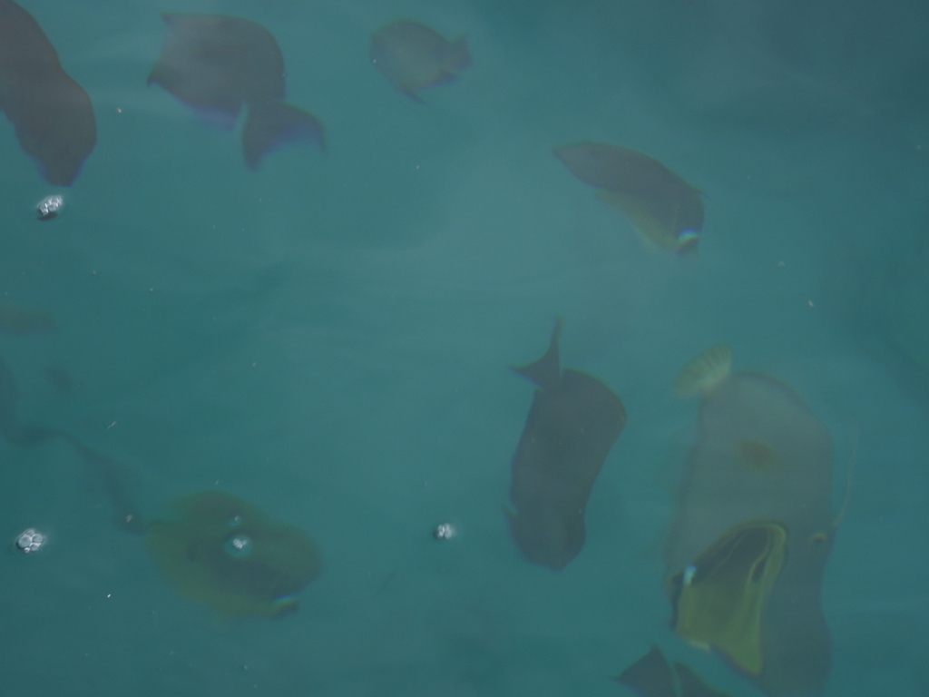 Barred Filefish from Kailua-Kona, HI, USA on July 15, 2023 at 06:06 PM ...