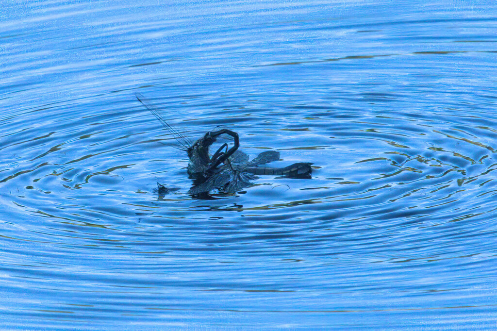 Ringed Emerald from Clackamas County, OR on July 15, 2023 at 10:33 AM ...
