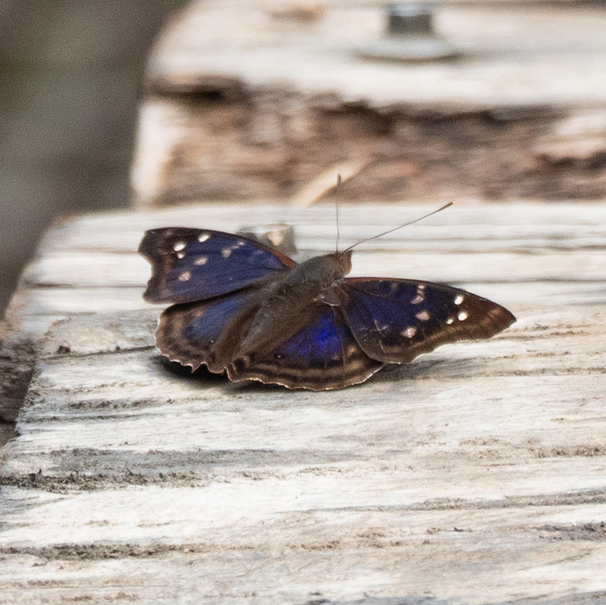 Agathina Emperor from Shushufindi, Ecuador on July 13, 2023 at 03:31 PM ...
