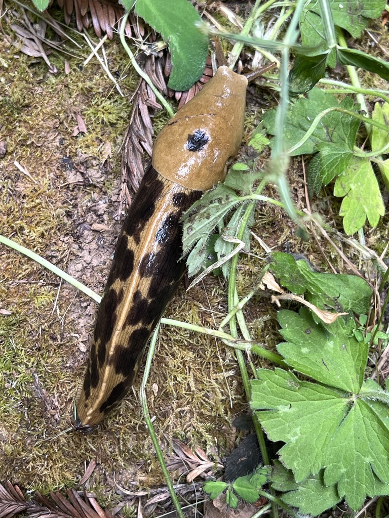 Pacific Banana Slug from Blue Lake Blvd, Blue Lake, CA, US on July 11 ...