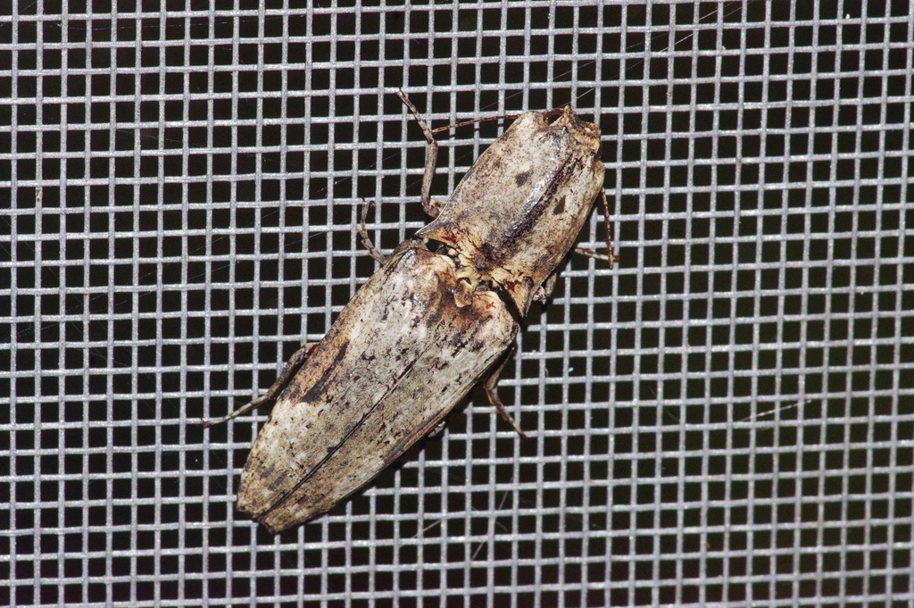 Cryptalaus larvatus larvatus from 日本、〒905-1422 沖縄県国頭郡国頭村宜名真 on July 15 ...