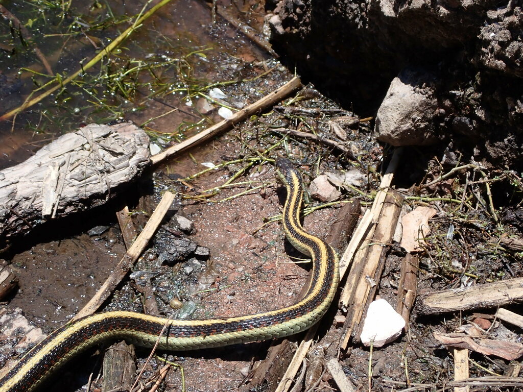 Valley Garter Snake from Bear Gulch Reservoir, California 95043, USA on ...