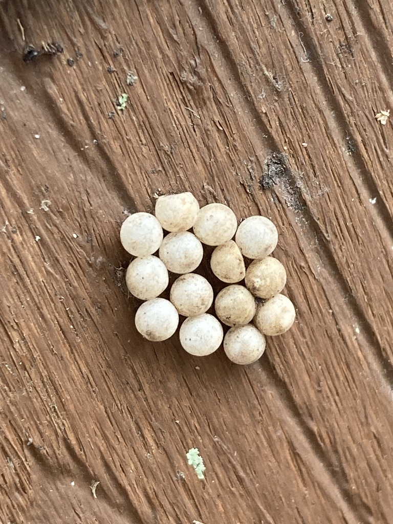 Lychee Stink Bug from 臺灣島, 甲仙區, KHH, TW on July 16, 2023 at 12:28 PM by ...