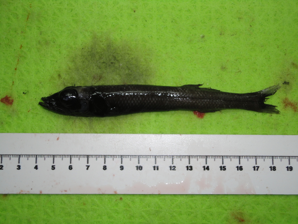 Slickheads (Alepocephalidae) - Marine Life Identification