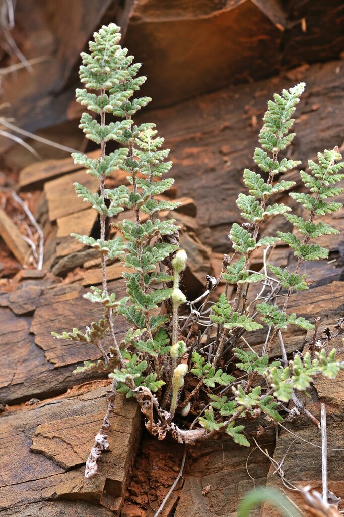 Lip Ferns from Willow Springs SA 5434, Australia on July 2, 2023 at 12: ...
