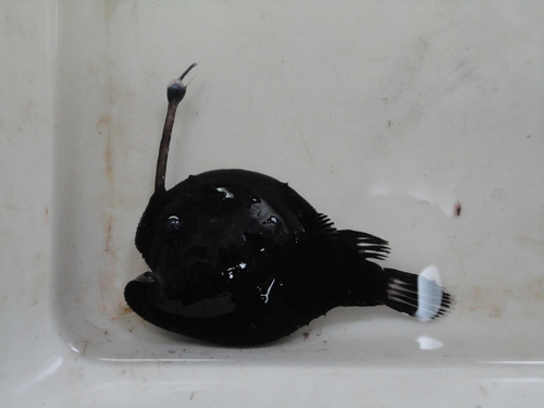 Footballfishes (Family Himantolophidae) · iNaturalist