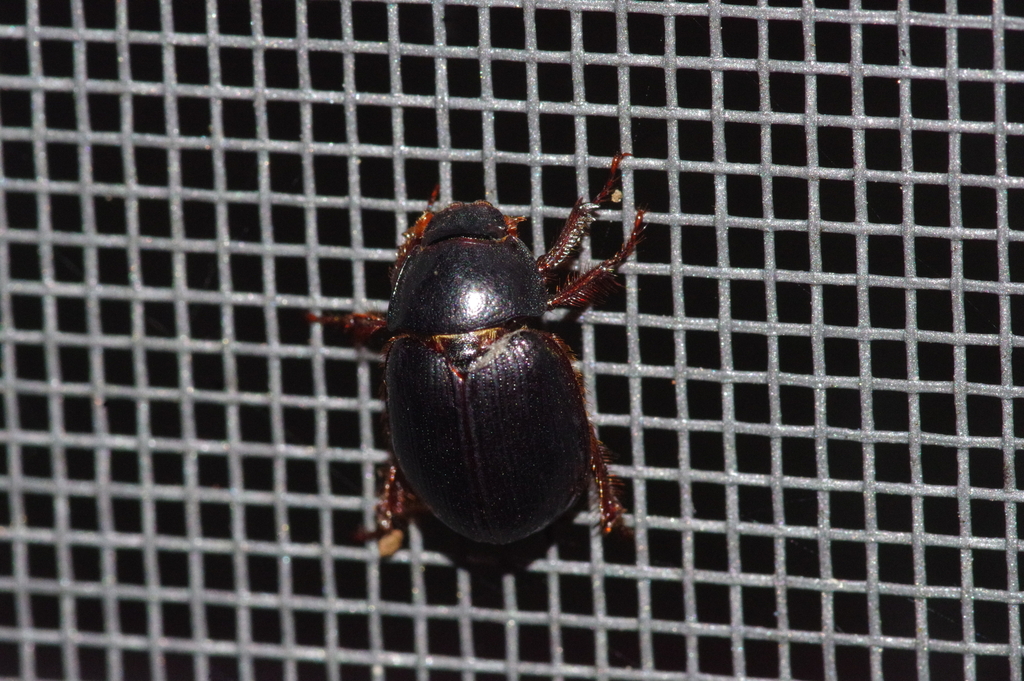 Phaeochrous emarginatus from 日本、〒905-1422 沖縄県国頭郡国頭村宜名真 on July 15, 2023 ...