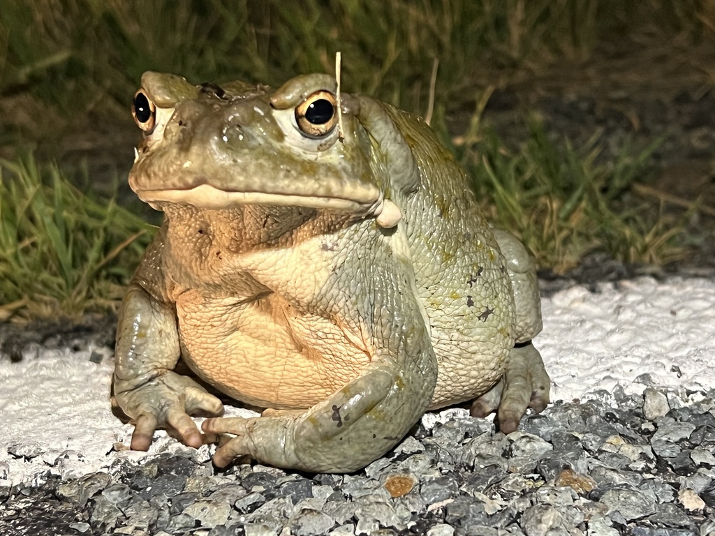 Sonoran Desert Toad in July 2023 by Brandon Bourassa · iNaturalist