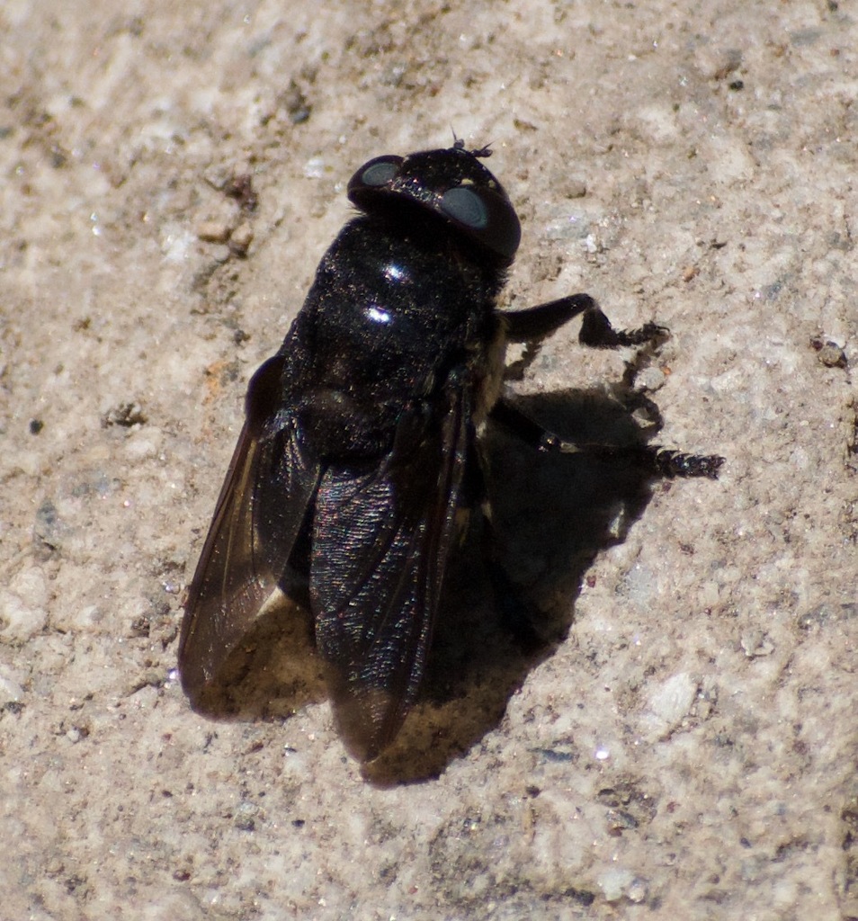 Glire Bot Flies from Pima County, AZ, USA on July 7, 2023 at 01:38 PM ...