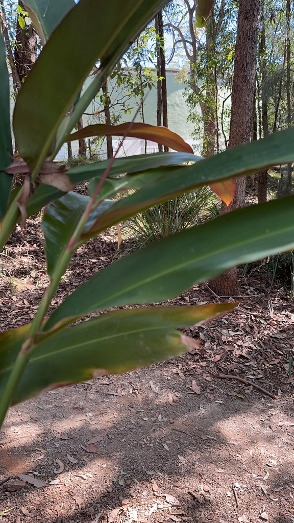 Native Ginger from Mount Gravatt, AU-QL, AU on July 16, 2023 at 12:40 ...