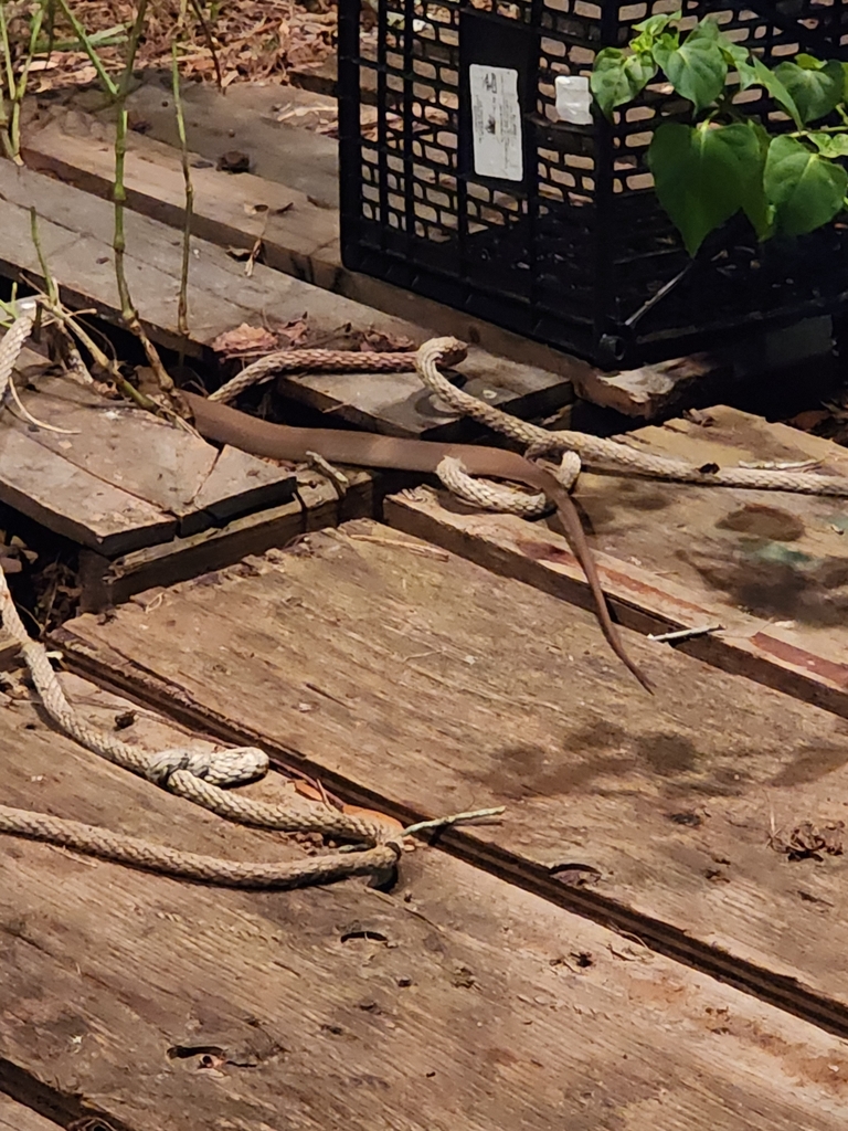 Coachwhip from Jim Hogg County, TX, USA on July 15, 2023 at 09:06 PM by ...