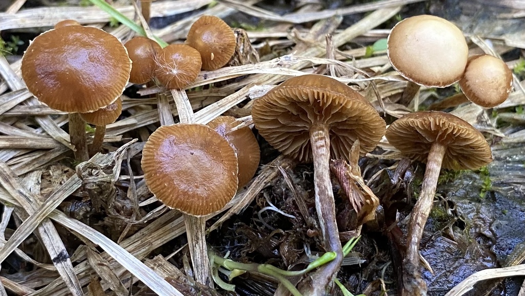 Deconica inquilina from Salmon-Challis National Forest, Challis, ID, US ...