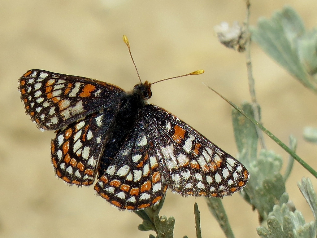 Edith's Checkerspot from Sweetwater County, WY, USA on July 9, 2023 at ...