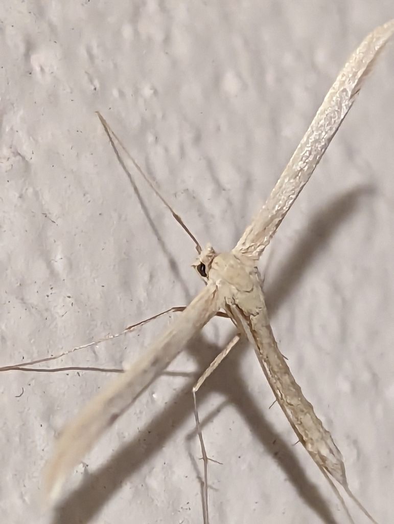 Plume Moths from San Diego, CA 92119, USA on July 15, 2023 at 09:52 PM ...