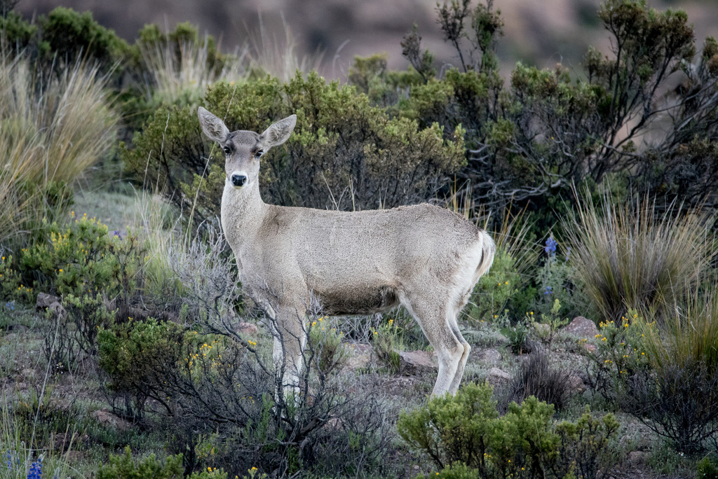 Taruca (Hippocamelus antisensis) - Know Your Mammals