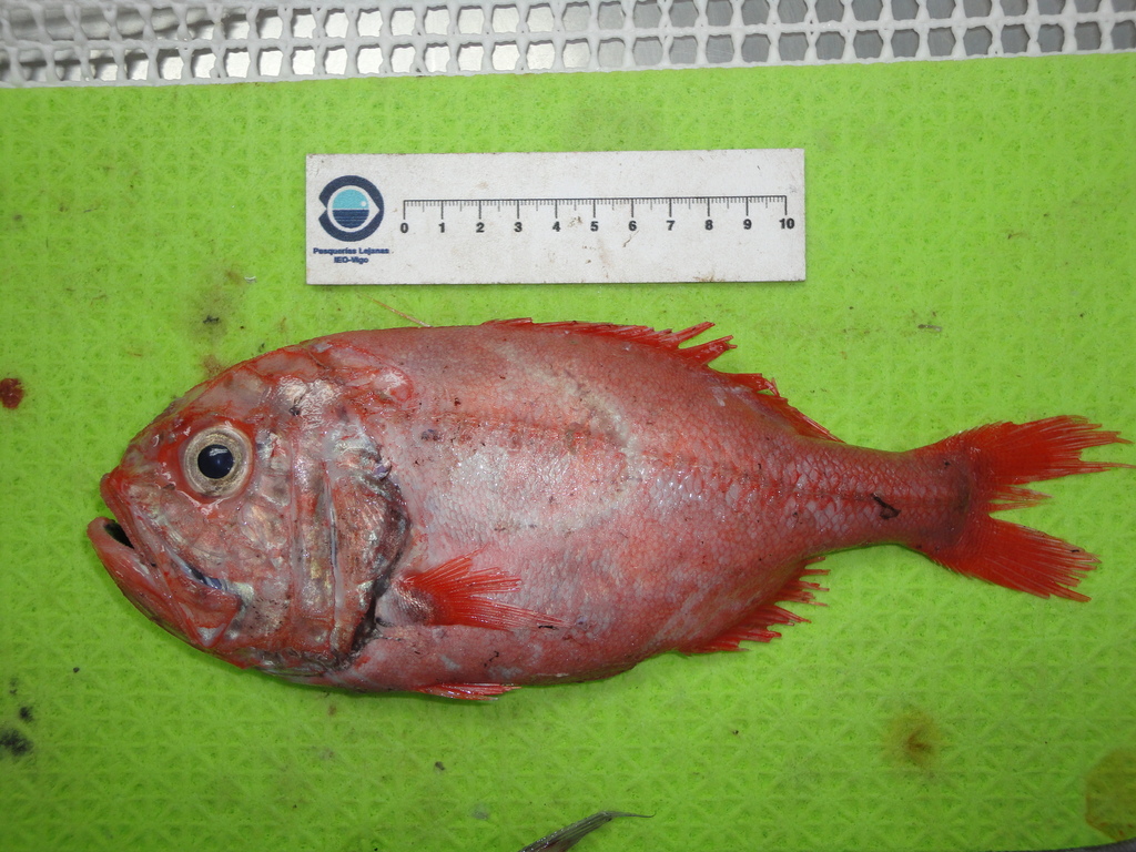 Orange Roughy (Hoplostethus atlanticus) - Marine Life Identification