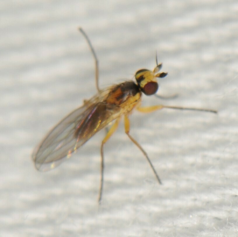 Grass Flies in July 2023 by Elliott Gordon · iNaturalist