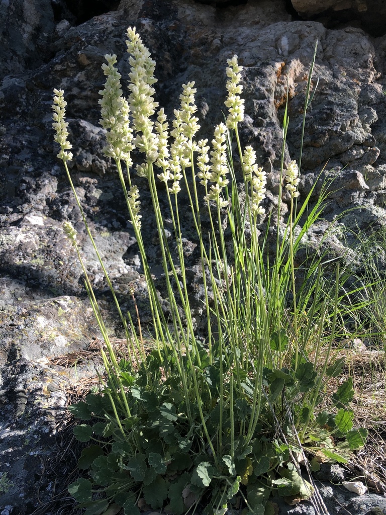 roundleaf alumroot from Grand Canyon of the Yellowstone, Cody, WY, US ...