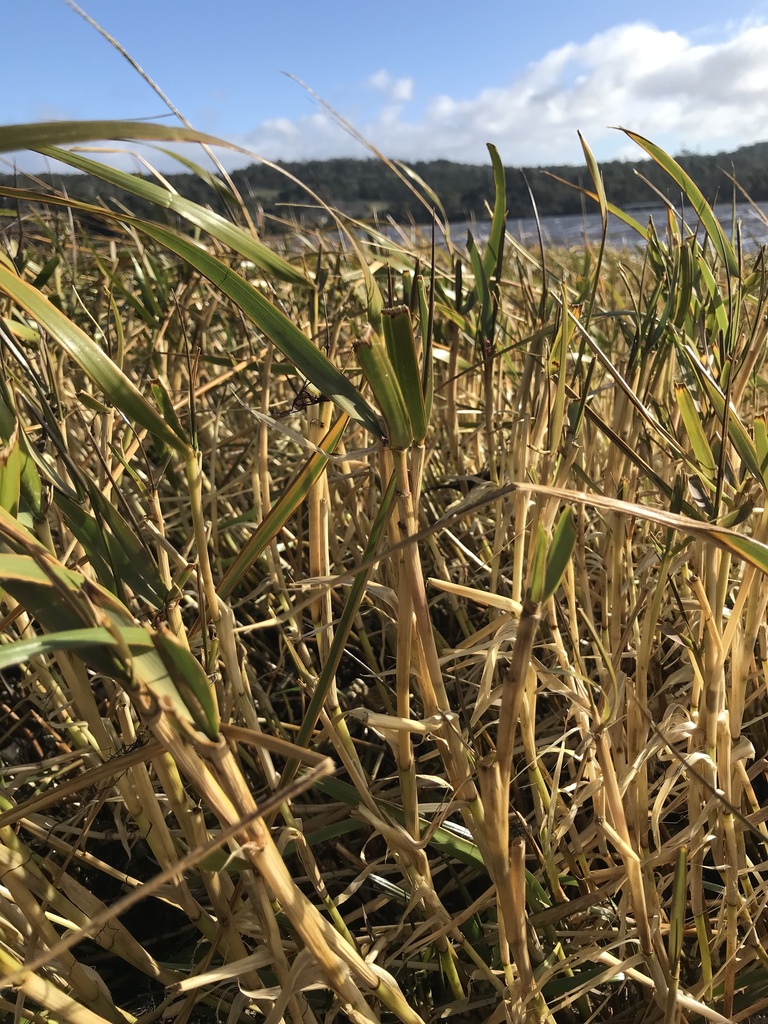 grasses from Supply Bay, Swan Point, TAS, AU on July 16, 2023 at 02:16 ...